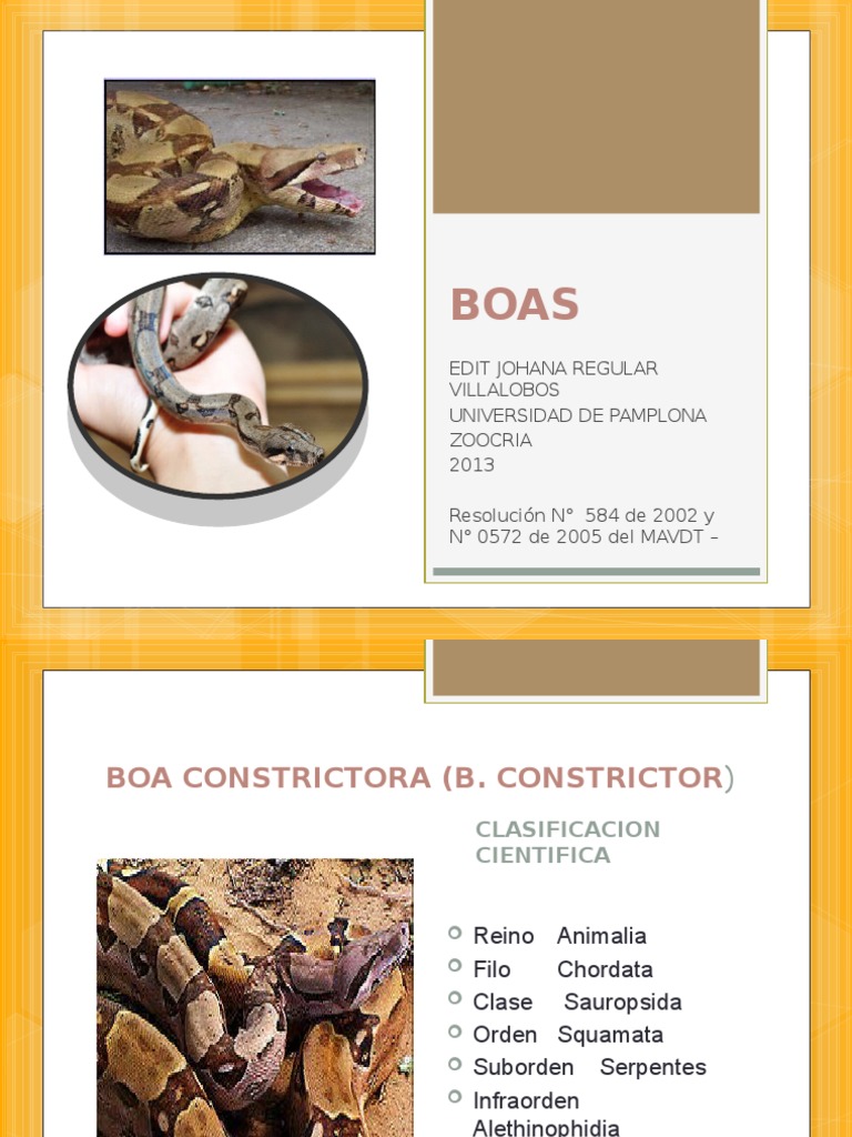 Características de la Boa Constrictor | PDF | Organismos | Naturaleza