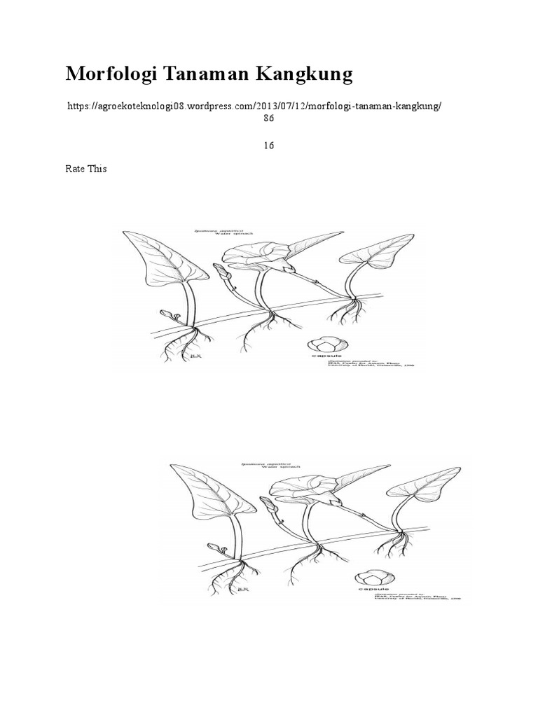 Morfologi Tanaman Kangkung | PDF