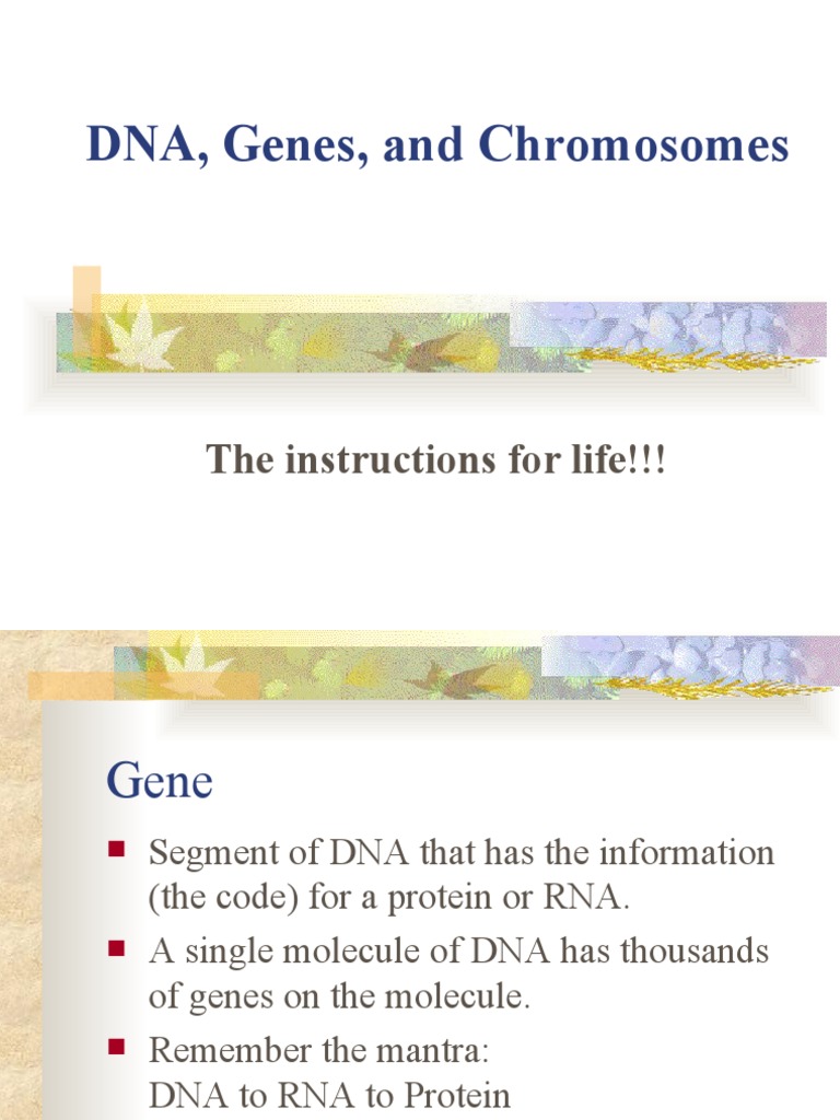 DNA, Genes, and Chromosomes2 | PDF | Chromosome | Ploidy
