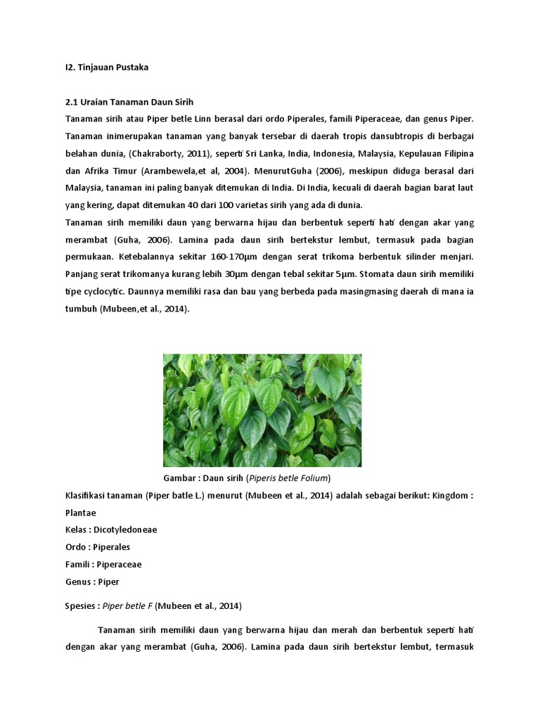 Tipus Fitofar Daun Sirih | PDF