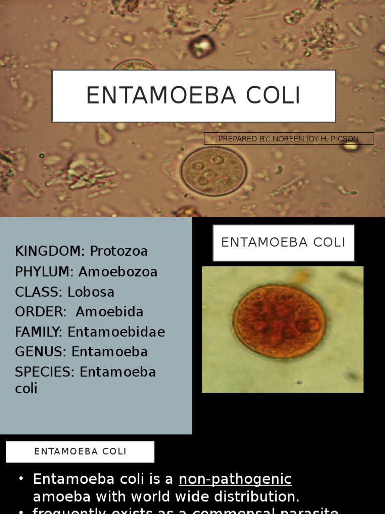 Entamoeba Coli | PDF | Diseases And Disorders | Organisms