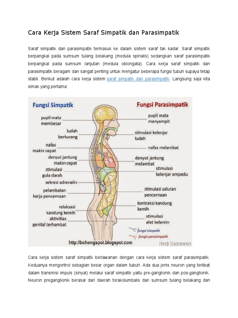 Cara Kerja Sistem Saraf Simpatik Dan Parasimpatik | PDF