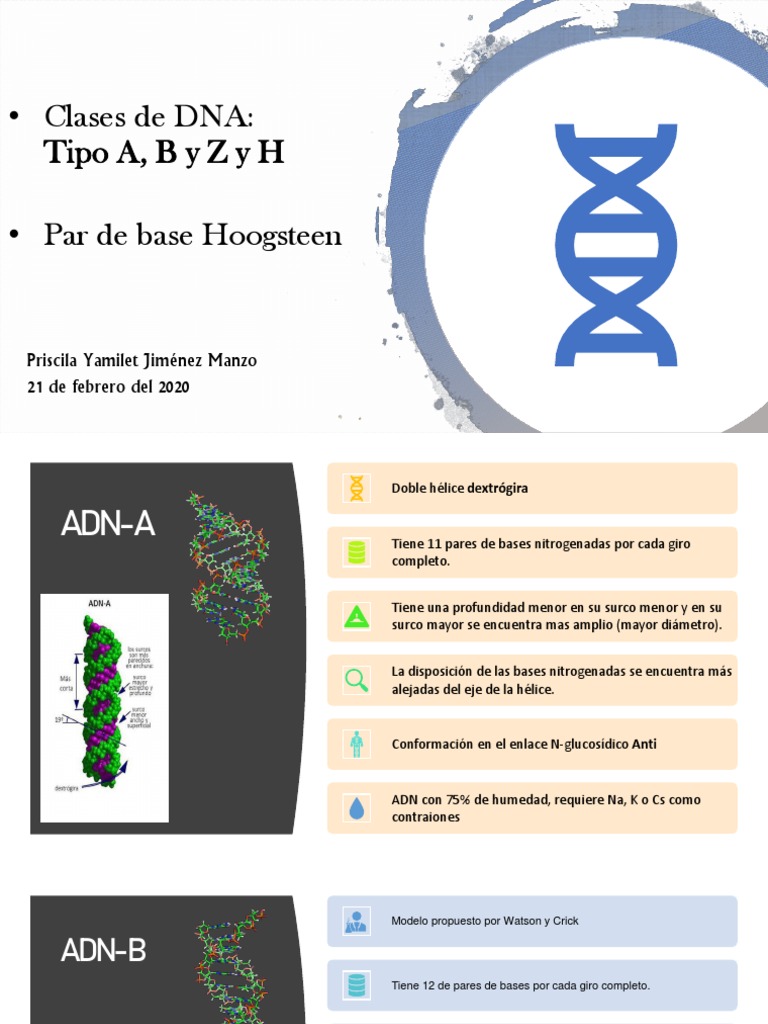Estructura del ADN Tipo B y Variantes | PDF | Adn | Base par