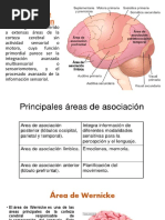 Lobulo de La Insula | PDF | Corteza Insular | Lóbulo temporal