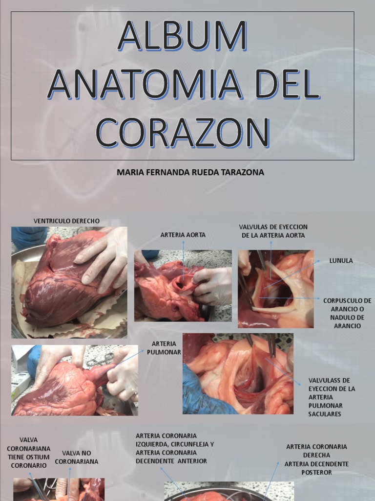 Album Anatomia Corazon | PDF
