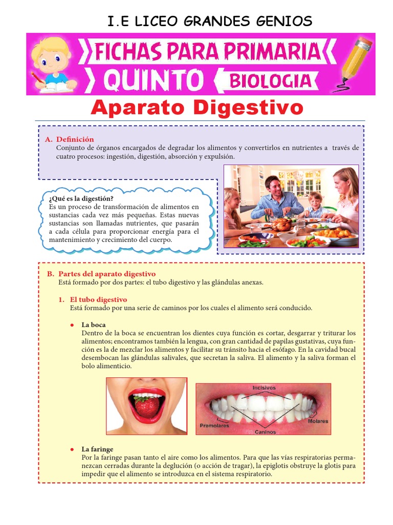 Aparato Digestivo - Guia de Trabajo 5 | PDF | Sistema digestivo humano ...