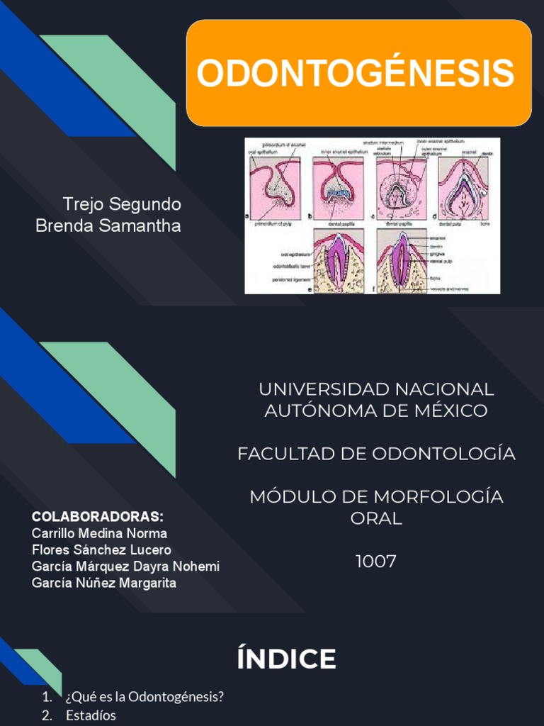 Odontogénesis: Desarrollo Dental | PDF | Epitelio | Diente