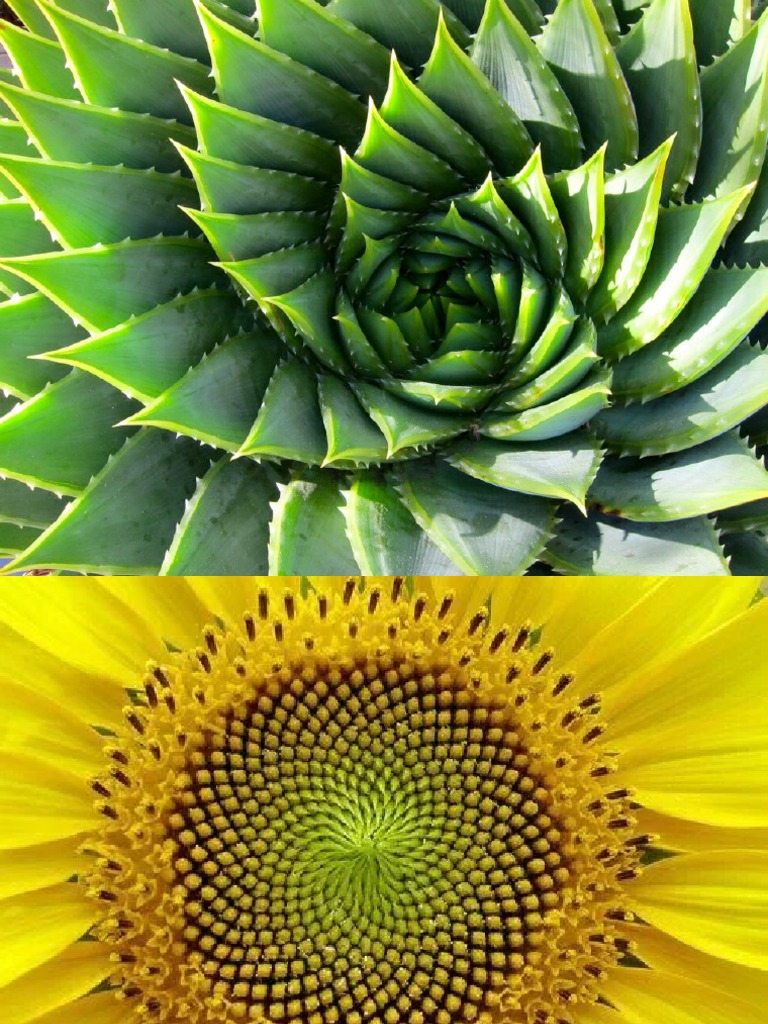 Fibonacci Sequence Presentation | PDF | Scale (Music) | String Instruments