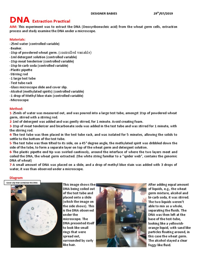 DNA Extraction Practical Report (Submission) | Download Free PDF | Genetics | Dna