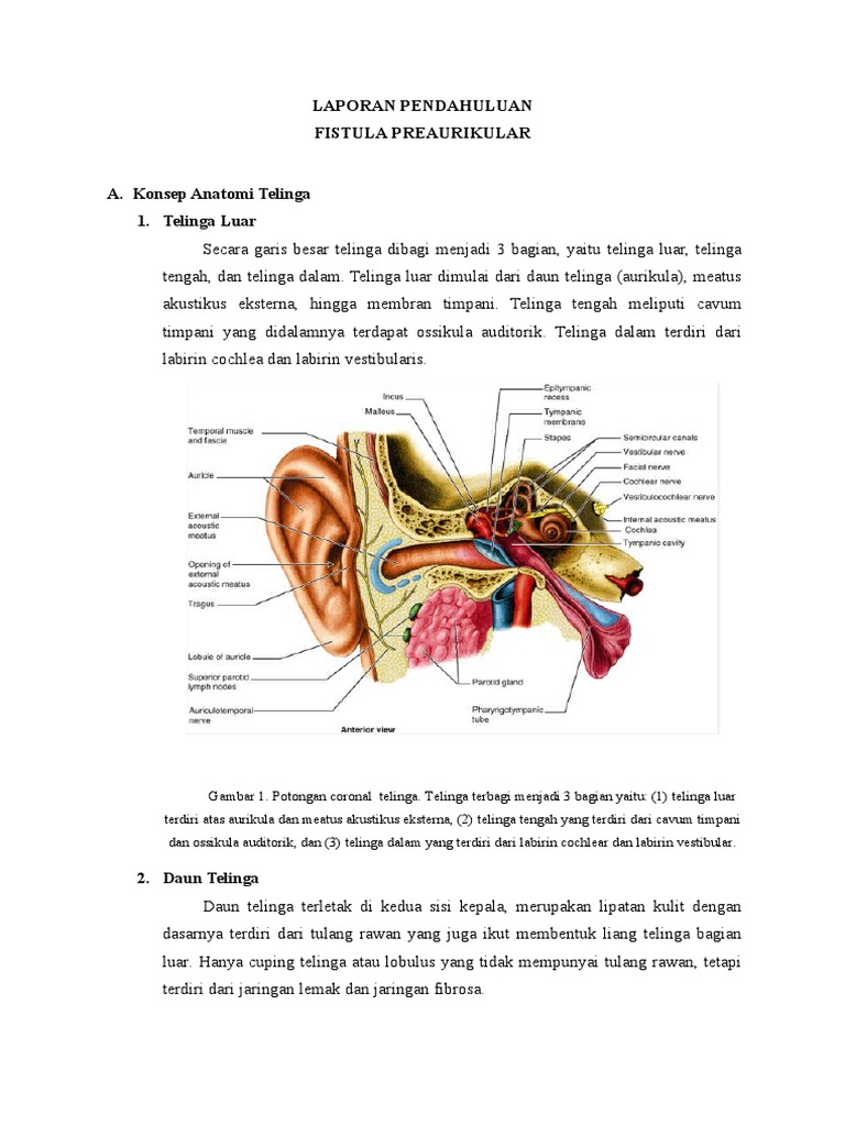 Anatomi Telinga dan Fistula Preaurikular | PDF