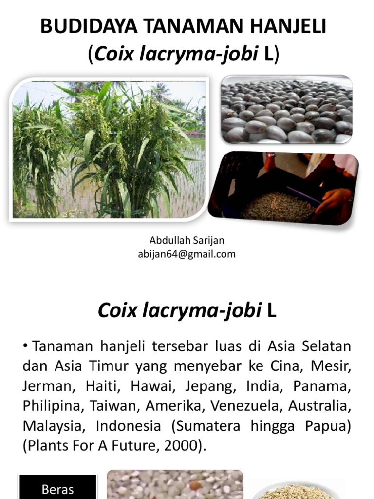 Budidaya Tanaman Hanjeli secara Efektif | PDF