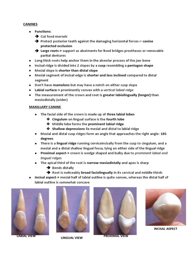 Canines Maxillary and Mandibular | PDF | Tooth | Dental Anatomy
