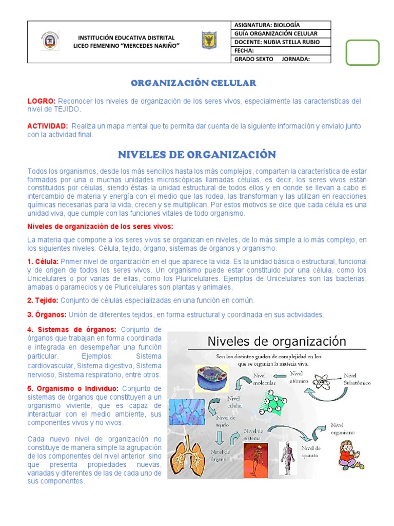 Niveles De Organización Celular Organización Celular Tarea Ciencia