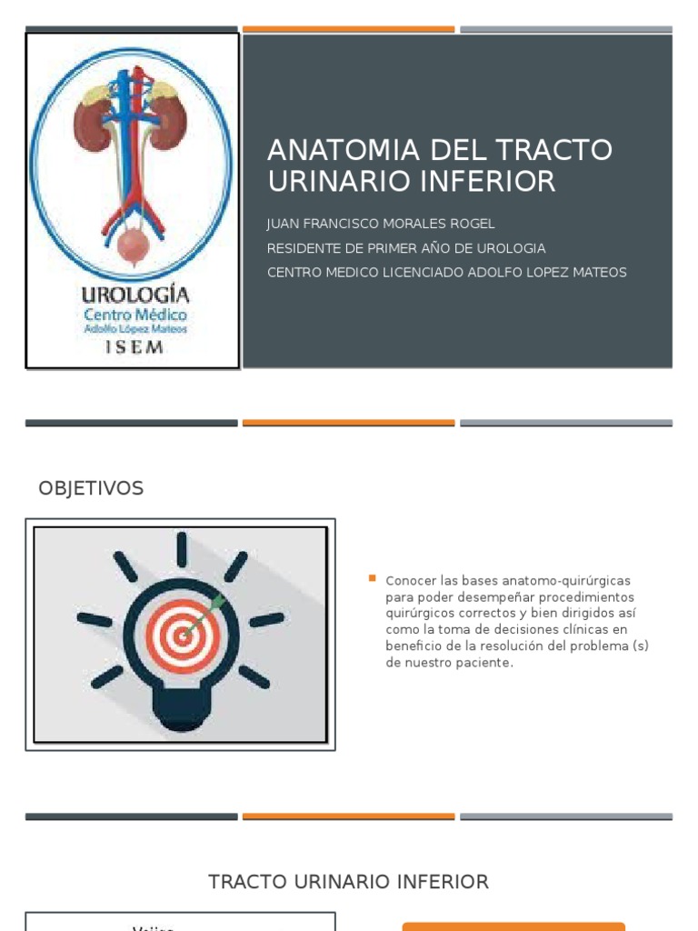 Anatomía del Tracto Urinario Inferior | PDF | Vejiga urinaria | Sistema ...