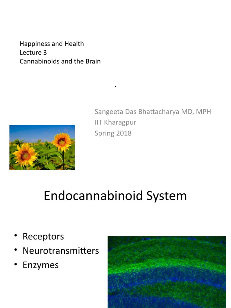 Cannabinoids' Effects on Brain Health | PDF | Memory | Frontal Lobe