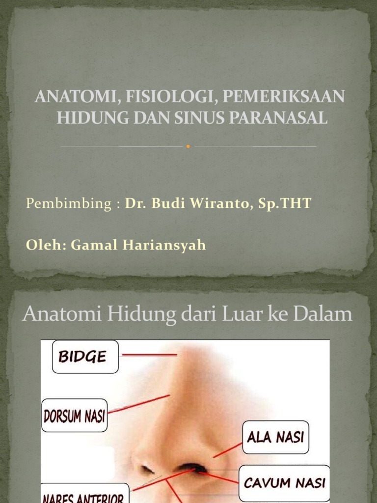 ANATOMI, FISIOLOGI, PEMERIKSAAN Hidung | PDF ANATOMI, FISIOLOGI, PEMERIKSAAN Hidung | PDF