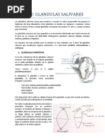 ESPACIO SUBMENTONIANO Anatomia | PDF | Anatomía humana | Cabeza y ...