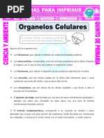 Actividades Interactivas sobre la Célula | PDF