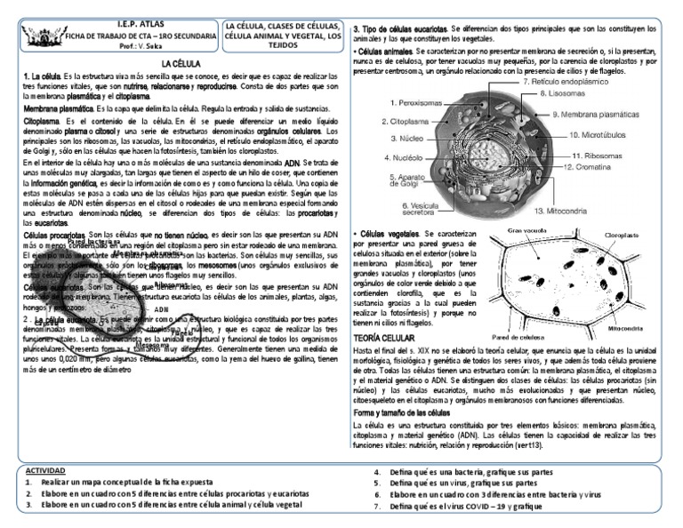 Las células: estructura, tipos y funciones básicas | PDF | Citoplasma | Biología Celular)