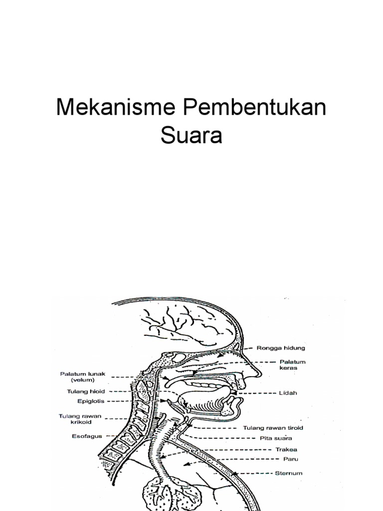 Mekanisme Pembentukan Suara, Alat Pendengaran, Bising | PDF