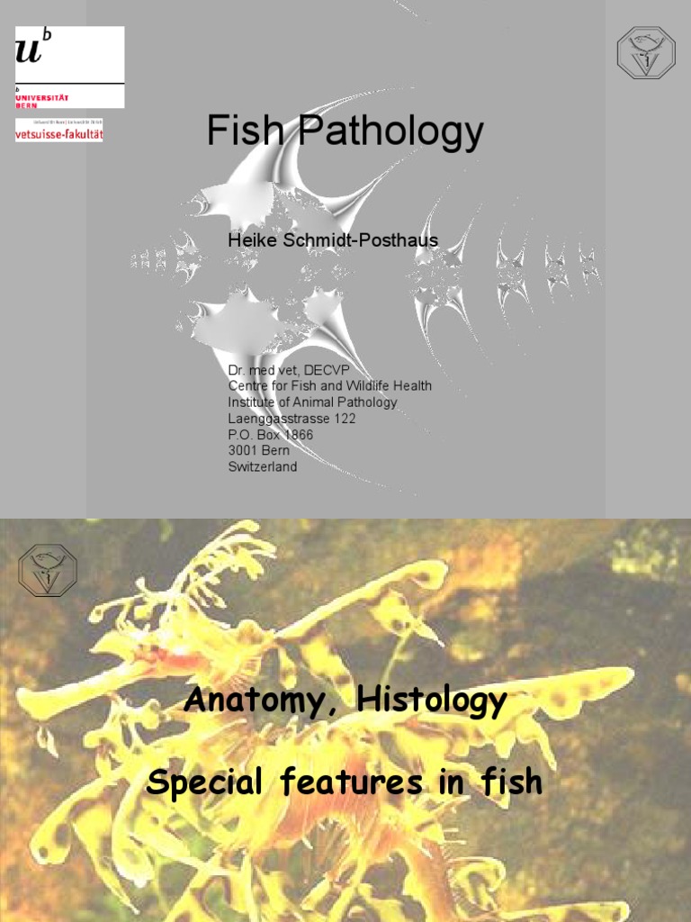 Fish Pathology - Anatomy Histology PDF | PDF | Gastrointestinal Tract ...