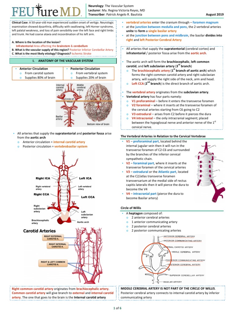 Anatomy and Clinical Case of Ischemic Stroke Involving the Posterior ...