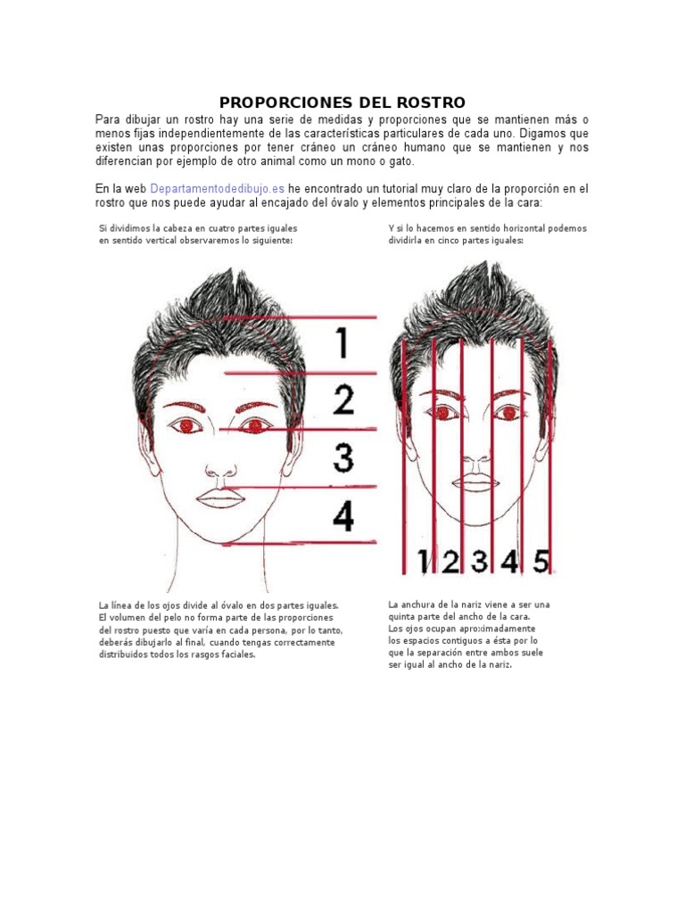 Proporciones Del Rostro Pdf Ojo Cara