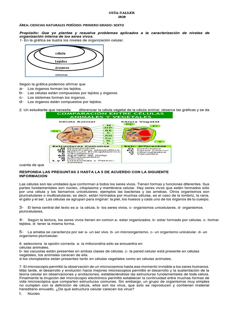 Taller sobre la Célula para Sexto Grado | PDF | Biología Celular ...