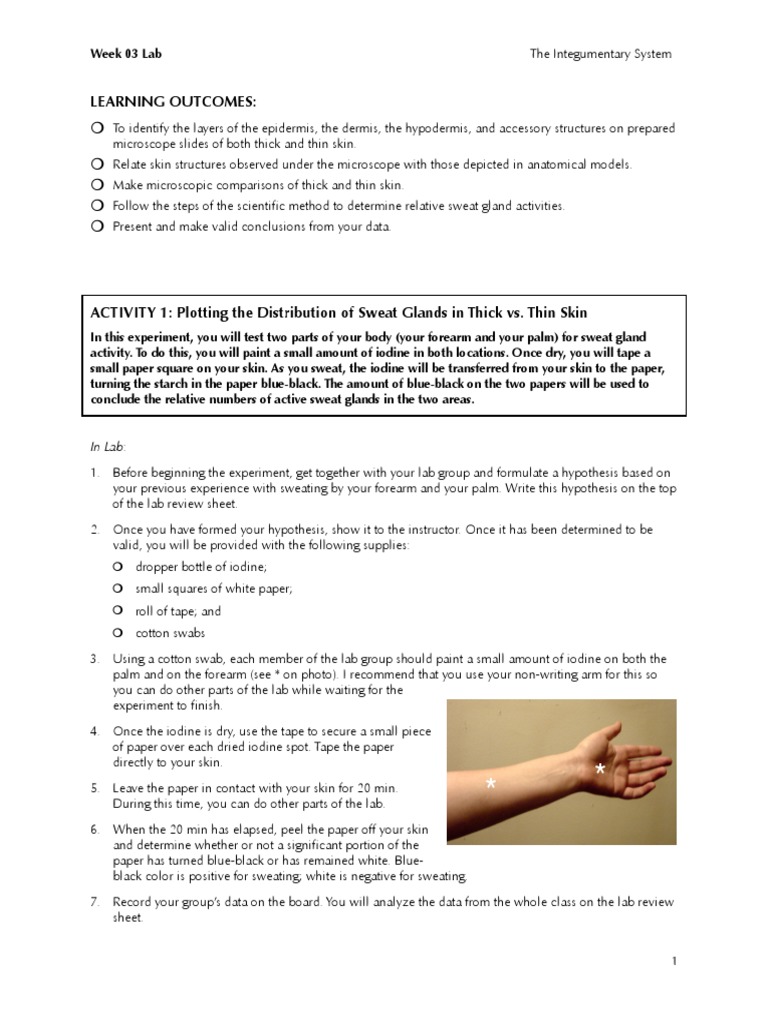 Integumentary System Lab Activities | PDF | Skin | Integumentary System