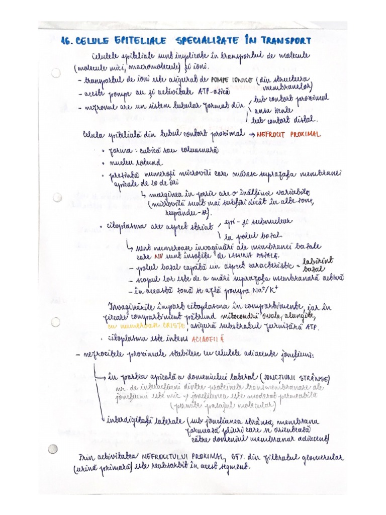 Tesut Epitelial 2 | PDF