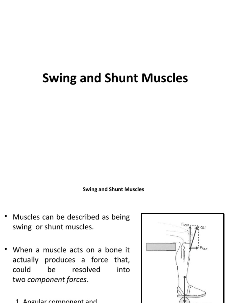 Swing and Shunt | PDF | Elbow | Muscle