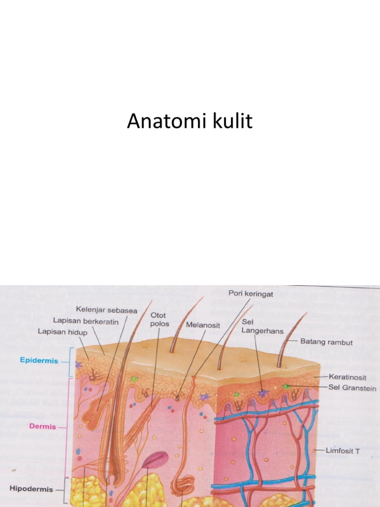 Anatomi Kulit | PDF