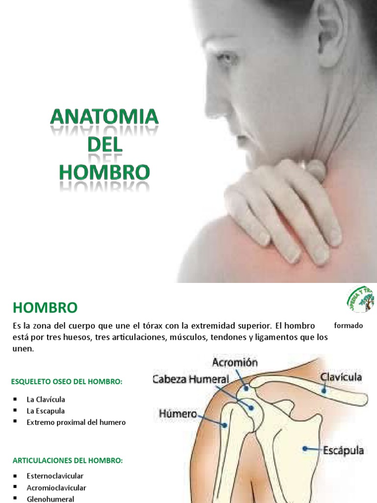 Anatomía del Hombro: Estructura y Función | PDF | Hombro | Anatomía humana