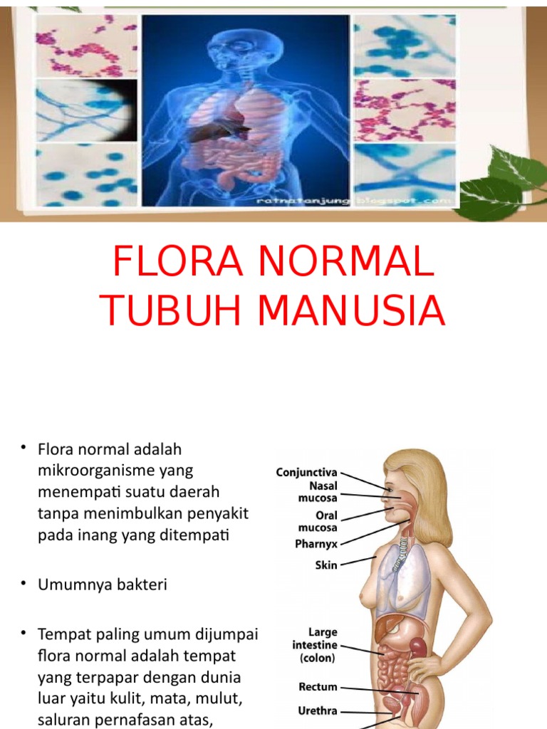 Flora Normal Tubuh Manusia | PDF