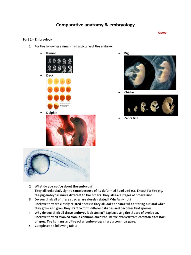 Comparative Anatomy | PDF | Evolution | Arm