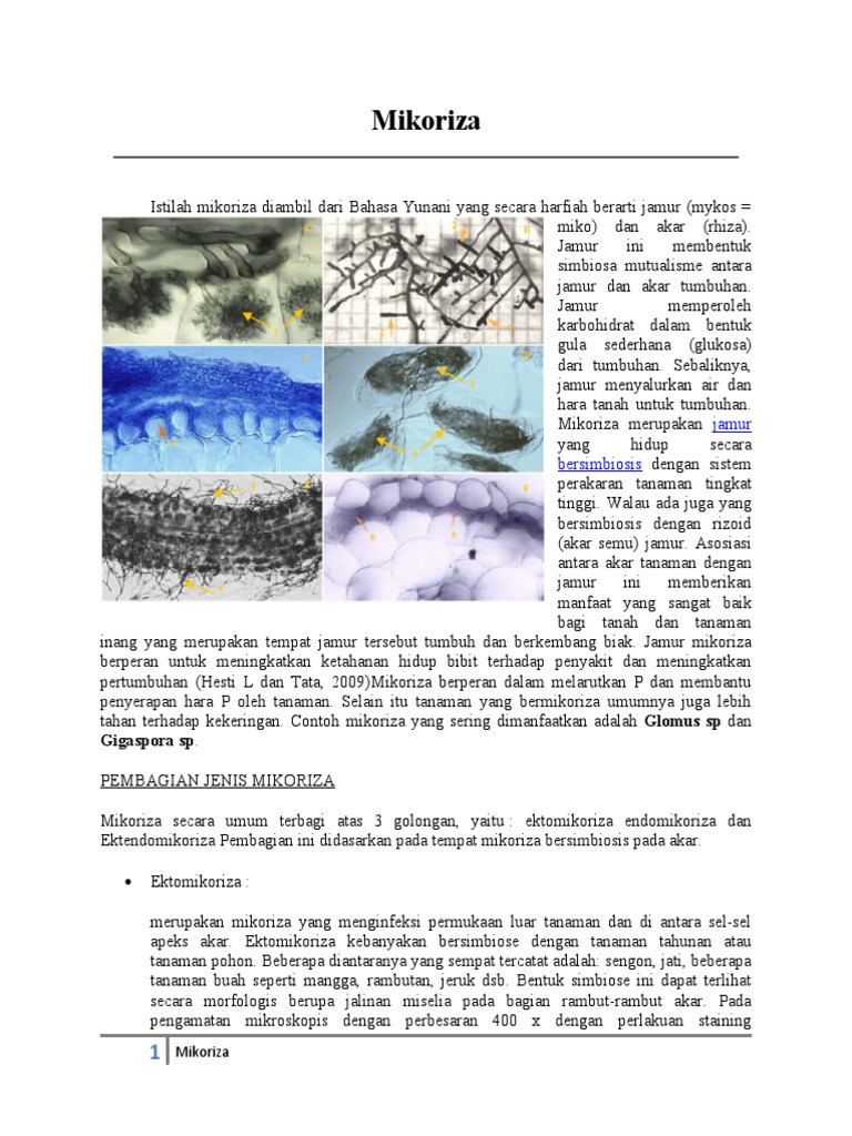 Mikoriza | PDF