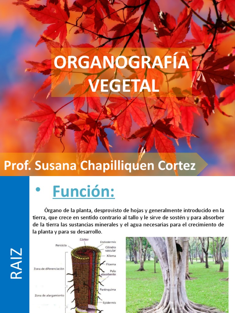 Organografia Vegetal | PDF | Raíz | Tallo de la planta