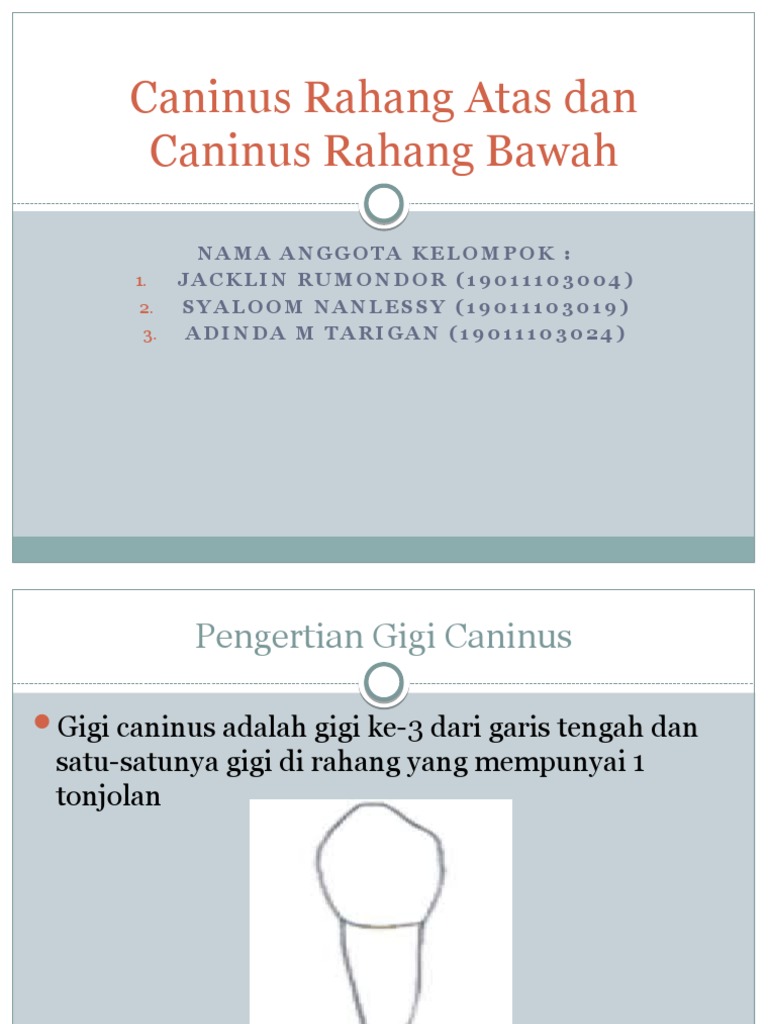 Anatomi Gigi Caninus Atas dan Bawah | PDF | Seni & Disiplin Bahasa ...