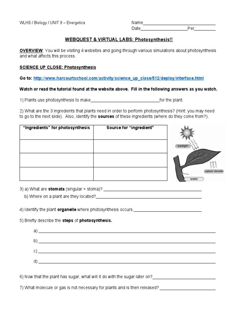 WEBQUEST - Photosynthesis Virtual Labs - NM - NEW | PDF ...