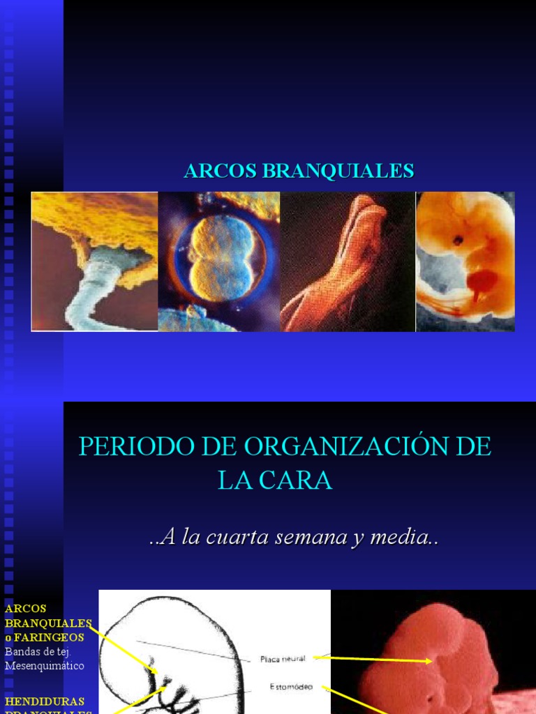 Arcos Branquiales | PDF | Laringe | Sistema musculoesquelético