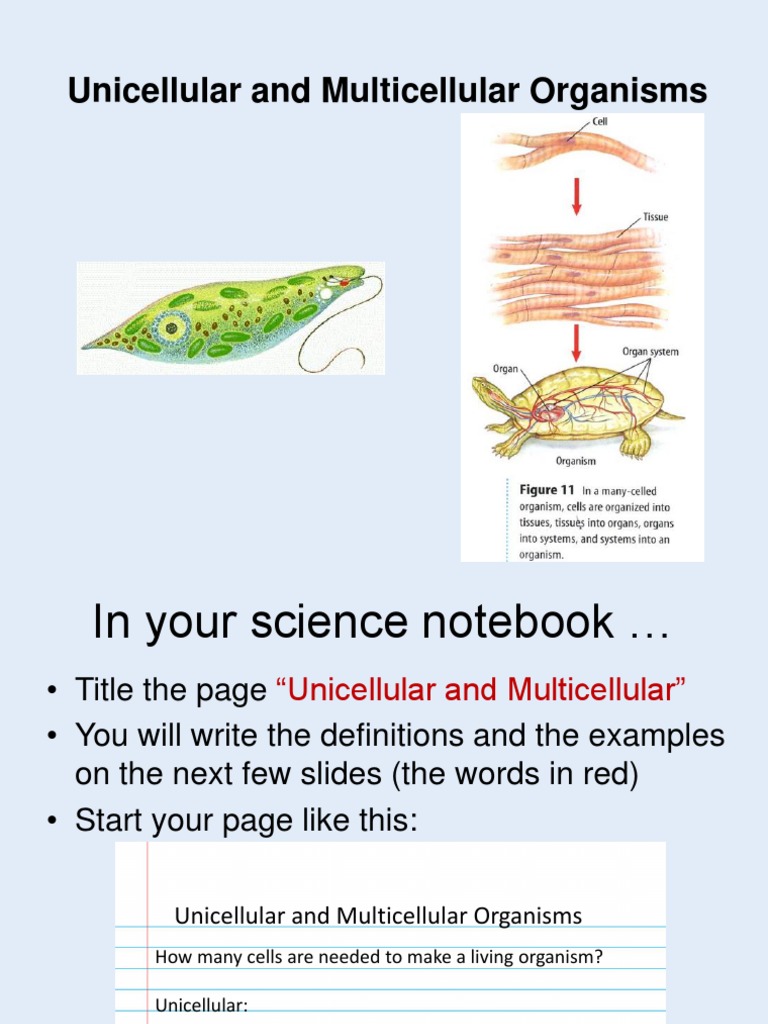 Multicellular Definition For Kids