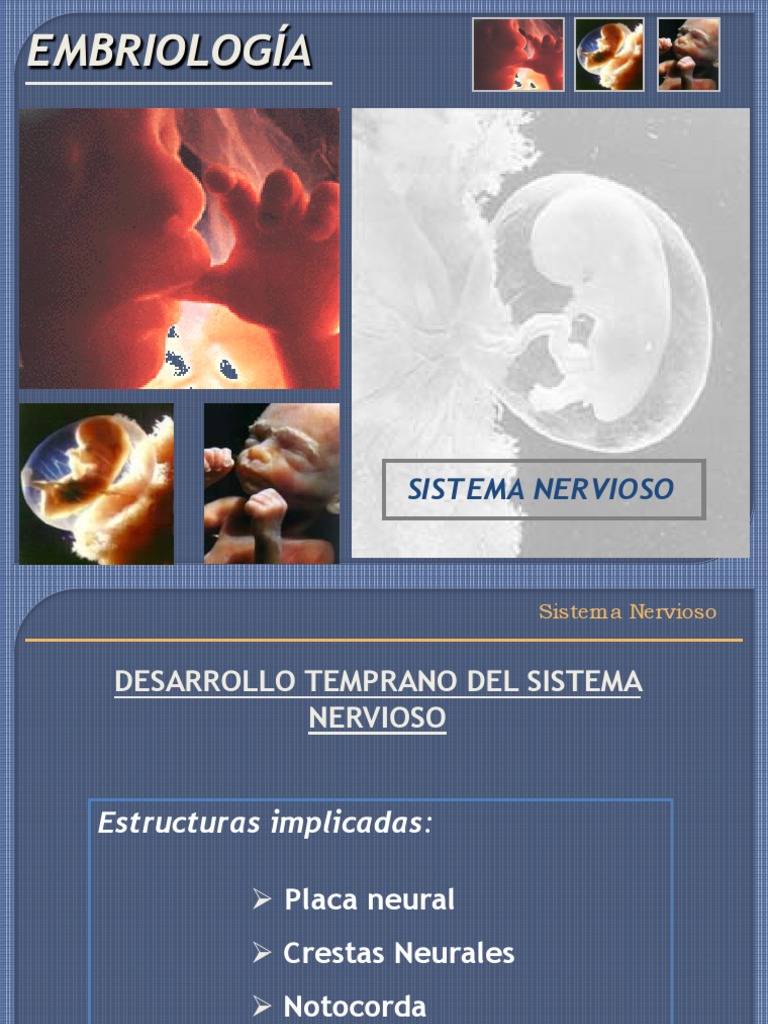 Embriologia Sistema Nervioso | PDF | Sistema nervioso central | Médula ...