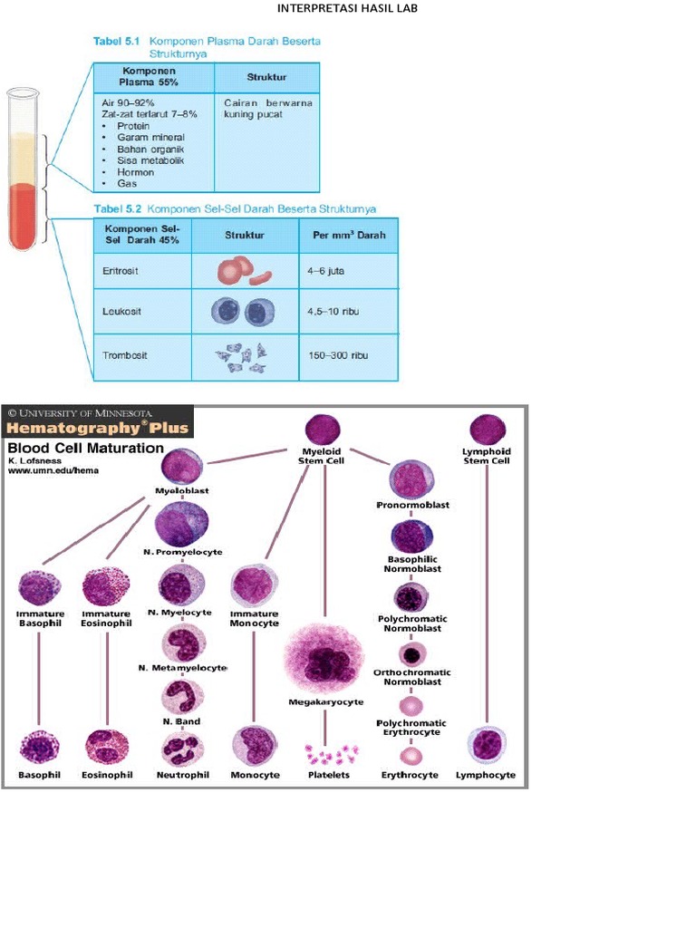 Interpretasi Hasil Lab | PDF