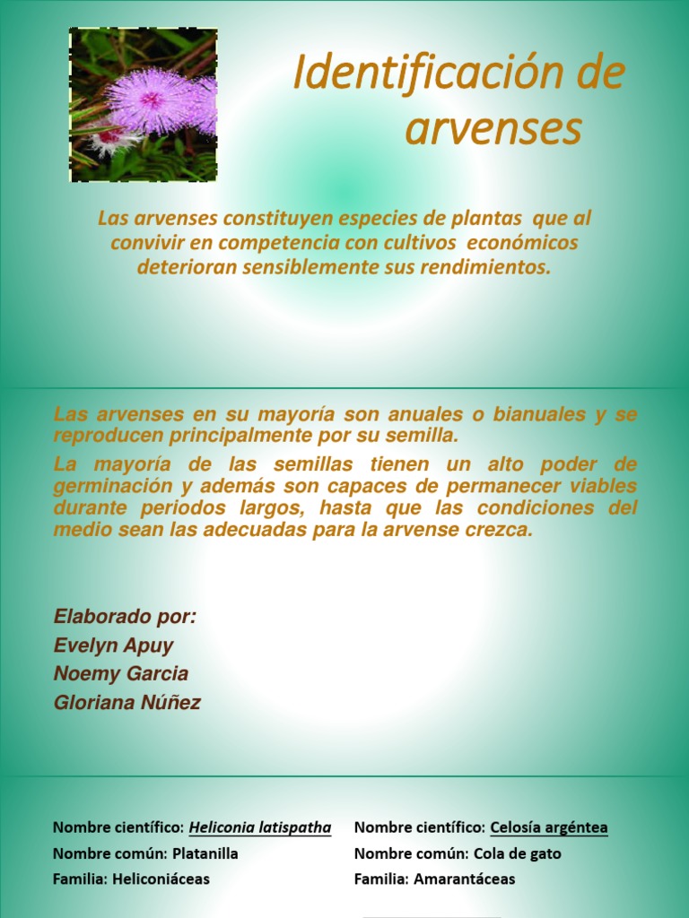 Identificación de arvenses | PDF | Plantas | Organismos
