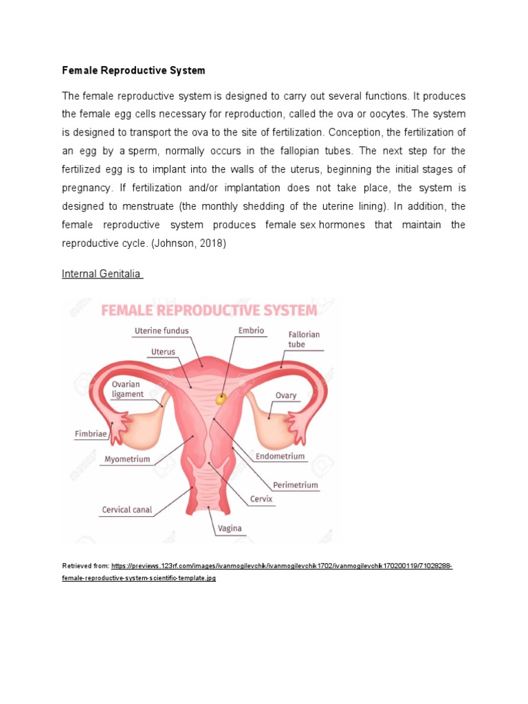 Anatomy and Physiology of The Female Reproductive System | PDF ...