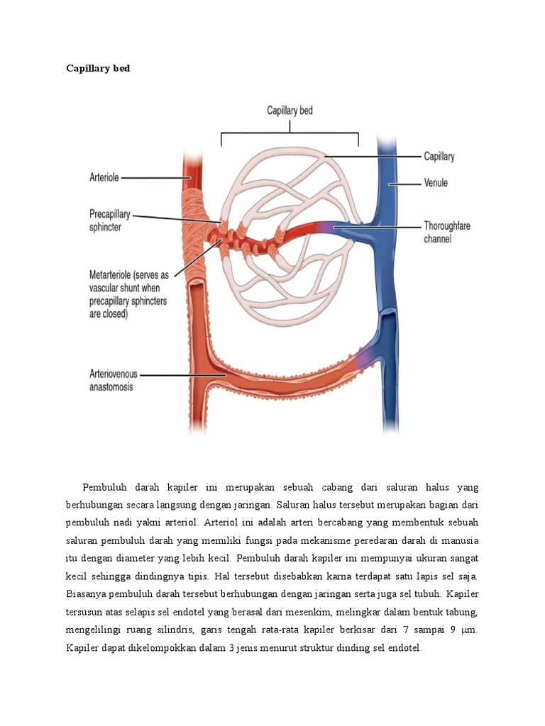Capillary Bed | PDF