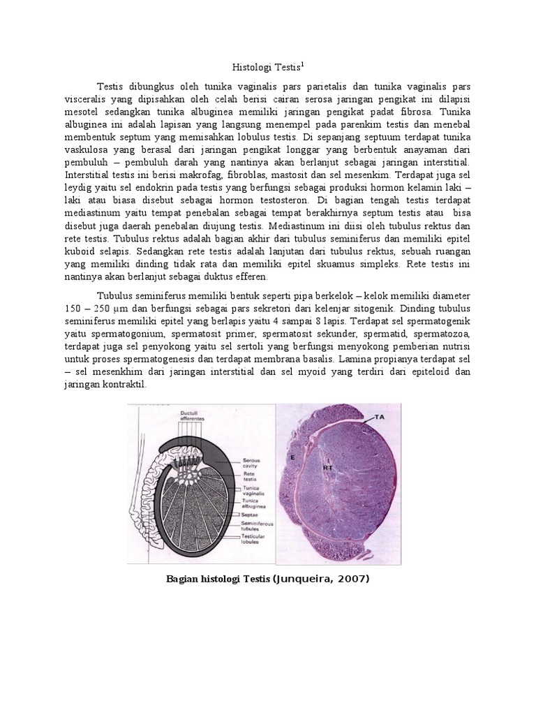 Histologi Testis | PDF