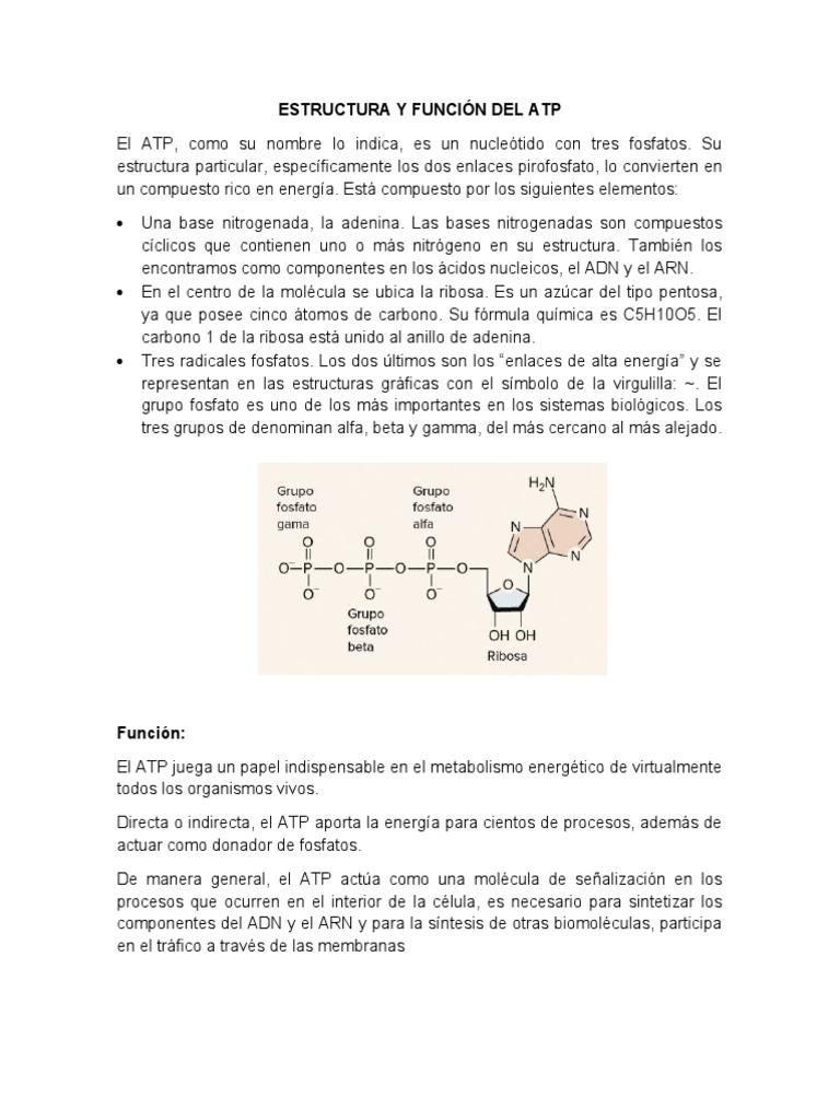 Estructura y Función Del Atp | PDF | Trifosfato de adenosina | Fosfato