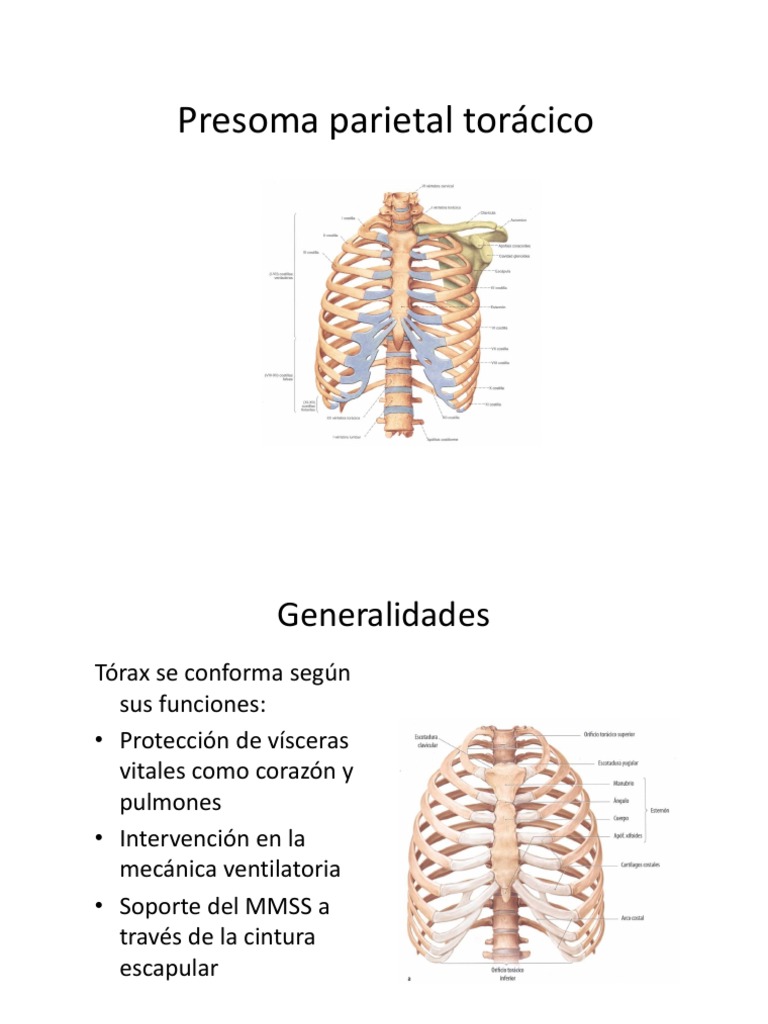 Tema 8 Presoma Parietal | PDF | Tórax | Sistema esquelético