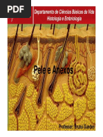 Linhas de Langer na Pele Humana | PDF